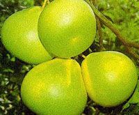 Grapefruit (Buoi) - Vietnam Cuisine
