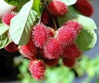 Rambutan (chom chom) - Vietnam Cuisine